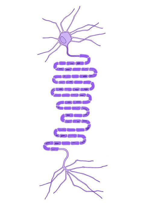 Cell Biology Genetics Neuroscience Narratives Key Experiments
