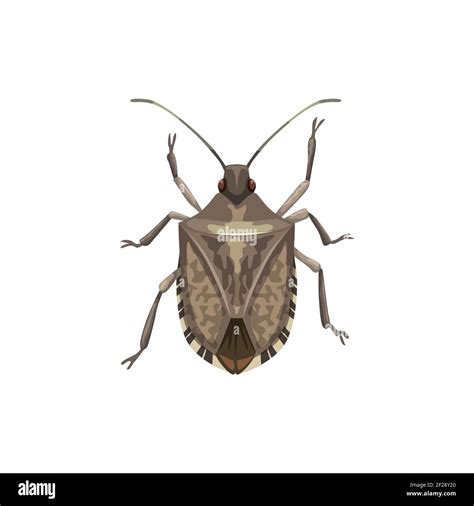 Shield Bug Icon Pest Control Insects Extermination And Disinsection