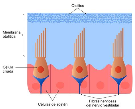 Nervo Vestibulococlear Caminho FunÇÃo Patologias Anatomia E Fisiologia 2026