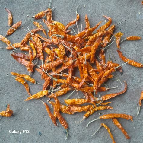 Yellow Gold Dried Chilli At ₹ 220 Kg Dried Chilli In Guntur Id 2855154920497