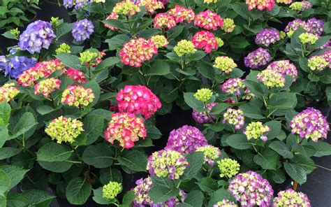 Buy Wee Bit Giddy Hydrangea Free Shipping Wilson Bros Gardens 3 Gallon Pot For Sale Online