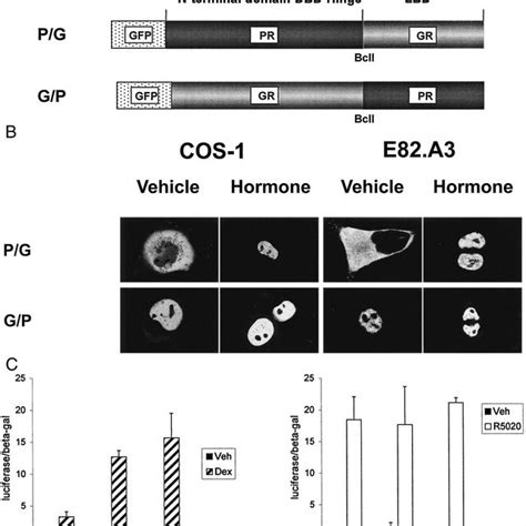 Subcellular Localization Of Gfp Tagged Receptors Cos 1 Cells And E82a3