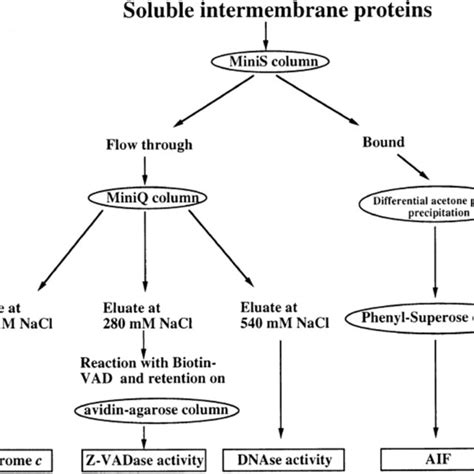 Overview Of The Fplc Separation Procedure Mitochondrial Intermembrane