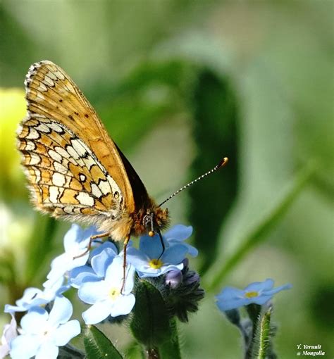 Эрвээхэй нь хооллох үедээ урт сунаж Yeruult Photography