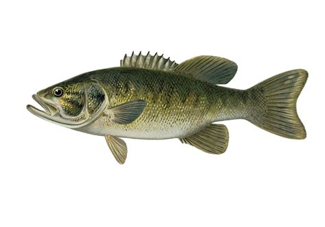 800 Free Smallmouth Bass And Bass Images Pixabay