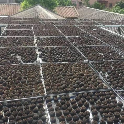 如何選購小青柑？ 每日頭條