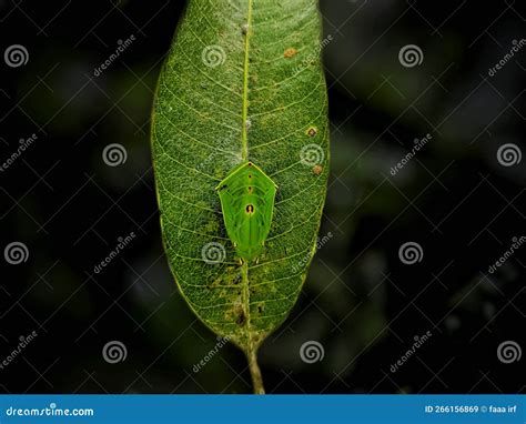Beautiful Butterfly Cocoons On Green Leaves Stock Image Image Of