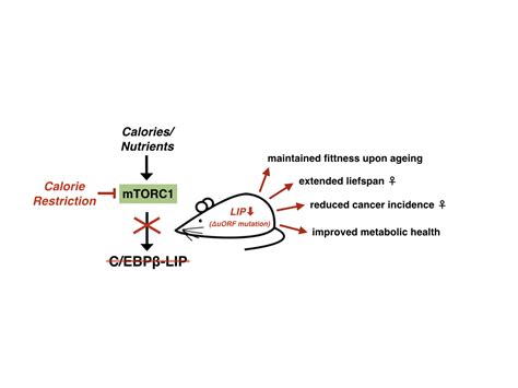 Reduced Expression Of C Ebpβ Lip Extends Health And Lifespan In Mice Nederlandse Vereniging