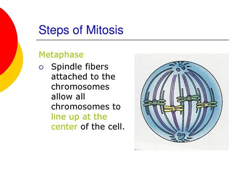 Reproduction Of Organisms Ppt Download