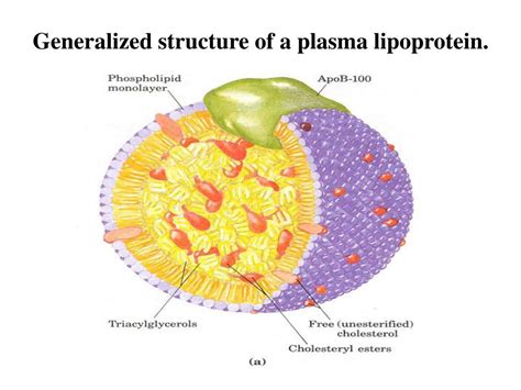 Ppt Plasma Lipoproteins Powerpoint Presentation Free Download Id 4709231