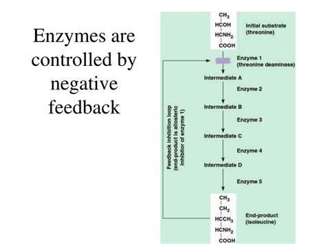 Ppt Understanding Metabolism Enzymatic Functions And Pathways In