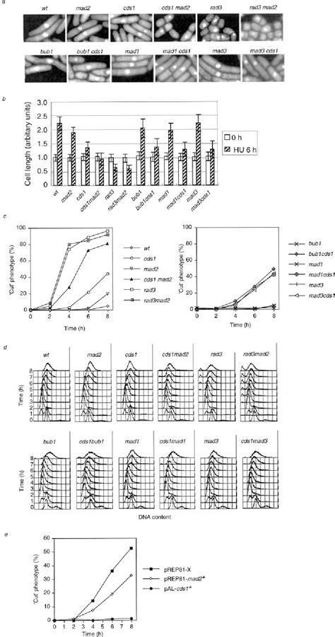 Figure 1 From Dna Replication Checkpoint Control Mediated By The