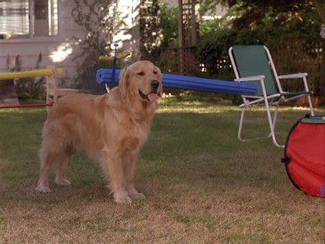 Air Bud Spikes Back Dvd