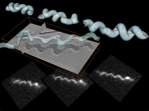 Towards Cellular Systems In 4d Cell