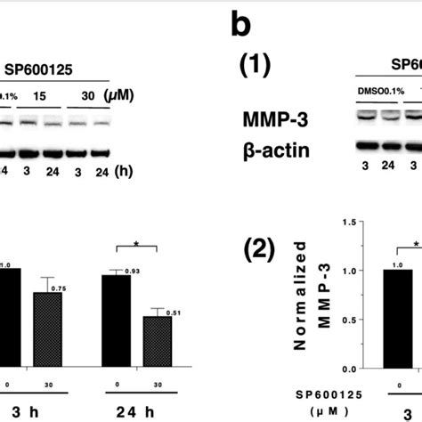 Jnk Inhibitor Suppresses Mmp 3 In Both Mh7a Cells And Ra Fls A1 An