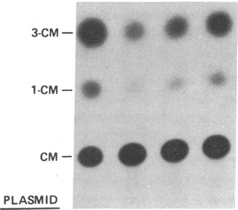 Antisense Activity Of Cat Gene Plasmids Containing Different Efficiency Download Scientific