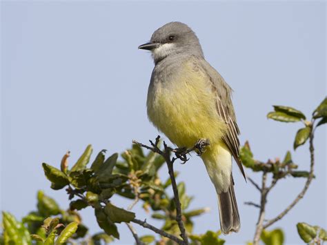 Cassins Kingbird Ebird