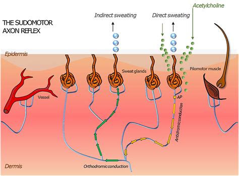 Nerve Fibers In Skin