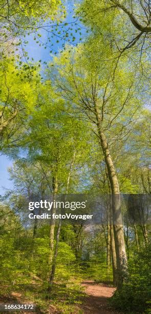 Canopy Shadow Photos And Premium High Res Pictures Getty Images