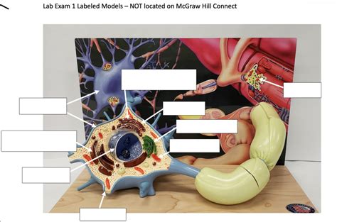 ANATOMY EXAM LAB 1 Diagram Quizlet