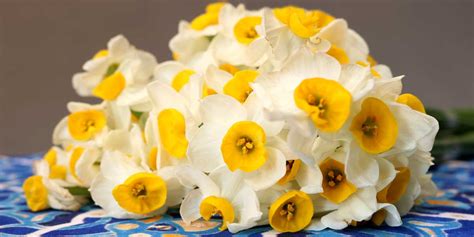 معرفی گل نرگس نرگس نماد چیست؟ و قیمت گل نرگس در تهران گل آنلاین گلیزه