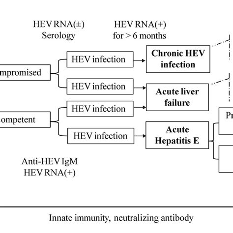 Patterns Of Hepatitis E Virus Infection Manifestation Download