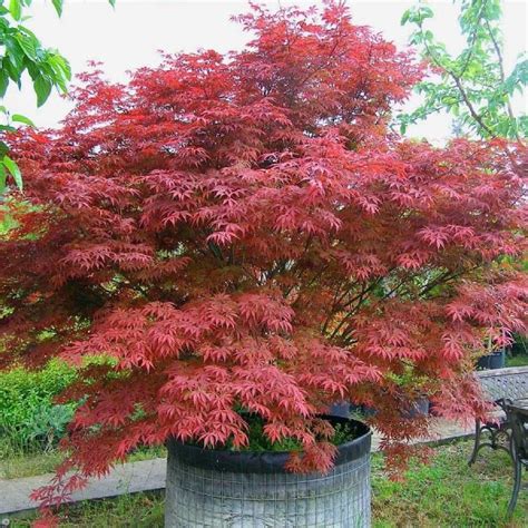 Red Leaf Japanese Maple Acer Palmatum Atropurpureum My Xxx Hot Girl