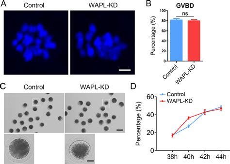 Effect Of Wapl Depletion On The Meiotic Progression Of Porcine Oocytes