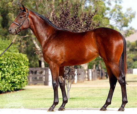 Barastoc Thoroughbred Growth And Future Racing Performance