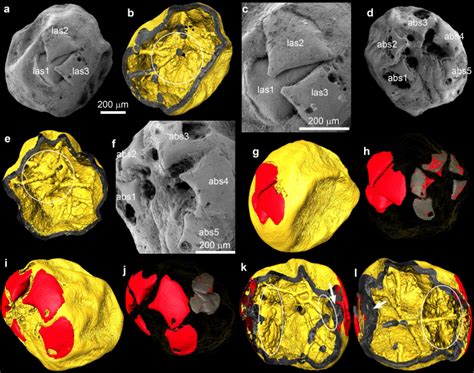 Ecdysozoan Fossil Embryos Found In Kuanchuanpu Biota Mirage News
