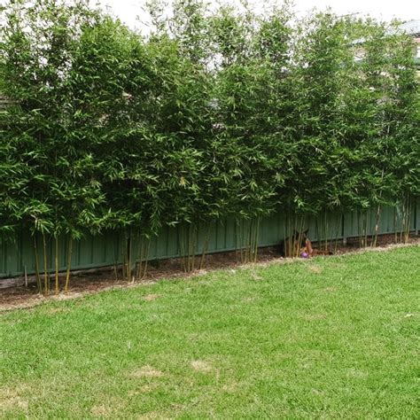 Gracilis The Best Privacy Screening Bamboo