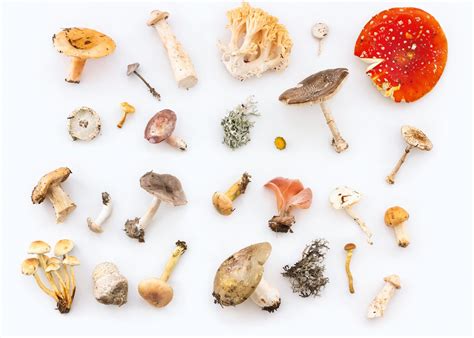 The Best Mushroom Strain For Psilocybin Assisted Therapy Psychedelic Passage