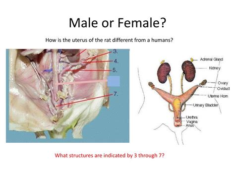Ppt Rat Dissection Powerpoint Presentation Free Download Id1906944