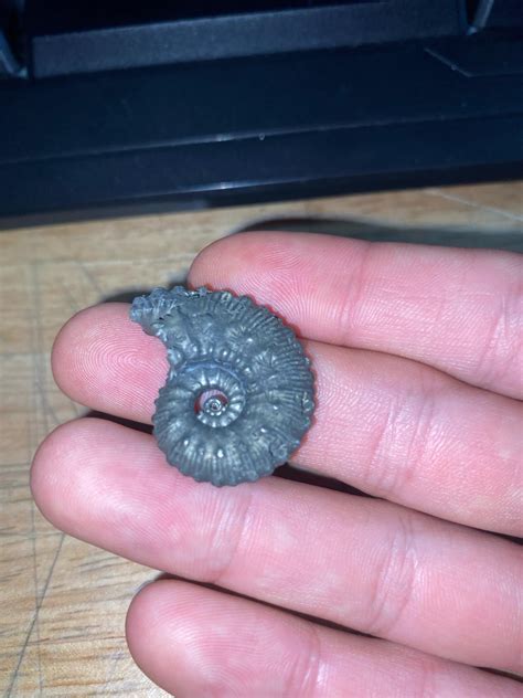 What Is This R Fossils