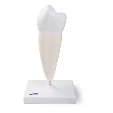 Anatomical Model Lower Single Root Pre Molar