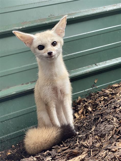 Our Pale Foxes Wellington Conservation Center