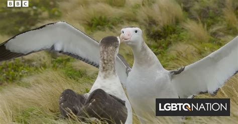 Same Sex Albatross Love Story Warms The Internets Heart Lgbtq Nation