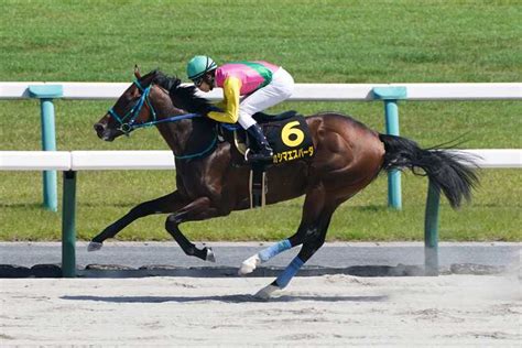 カシマエスパーダが右前肢の屈腱炎 鈴木慎師「まだ若いですし、何とか復帰を目指していきたい」 サンスポzbat