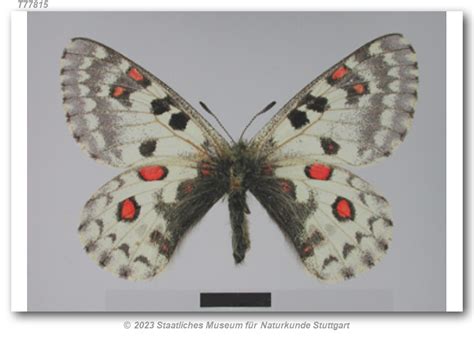 Parnassius Epaphus Subtilis Bang Haas 1927