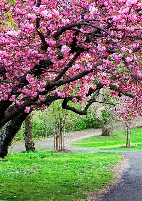 Pin By Evelyn Mcbride On Nature Iphone Spring Wallpaper Spring