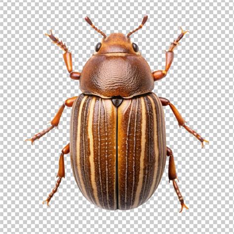 Page 8 Cockroach Animal Psd High Quality Free Psd Templates For Download