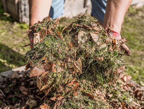 Can You Compost Diseased Plants