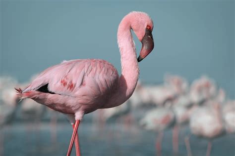 Flamingo 2025 Incredible Facts Habitat Diet And More