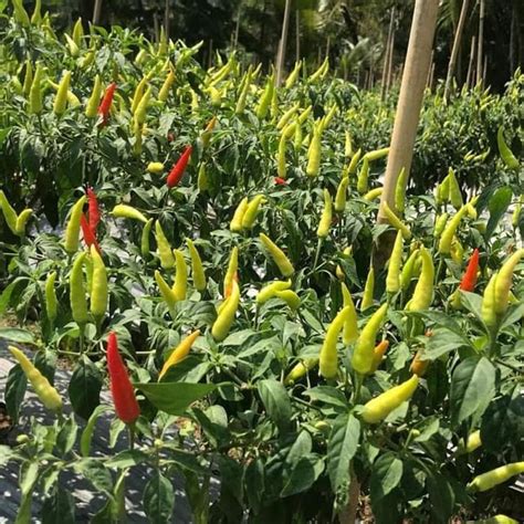 Jual Bibit Cabai Rawit Putih Bibit Cabe Rawit Tanaman Cabe Pohon Cabe