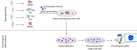 Scheme Of Experiment Human Ipscs Generated From Different Originated Download Scientific