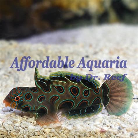 Mandarin Spotted Affordable Aquaria