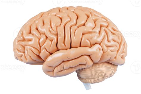 A Detailed Model Of Human Brain Showcasing Its Intricate Folds And Structures Highlighting