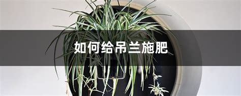 吊兰施肥方法，用什么肥好 花百科