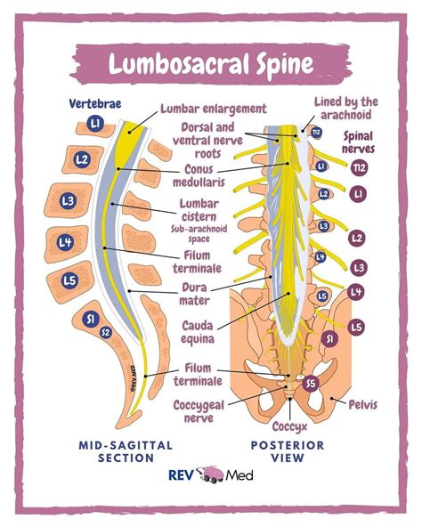 Lumbosacral Spine Anatomy By Revmed Lumbosacral Grepmed