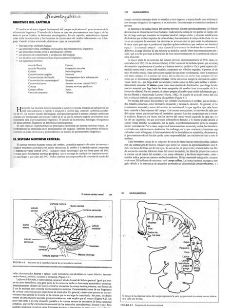 5lenguaje Neurolenguistica Pdf